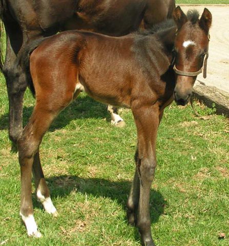 owned by Dr. Jeff Willard, DVM