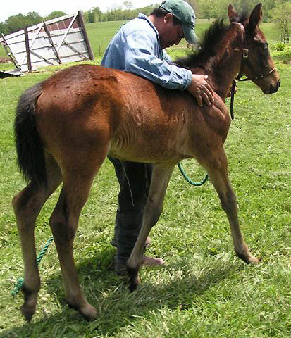 weanling
